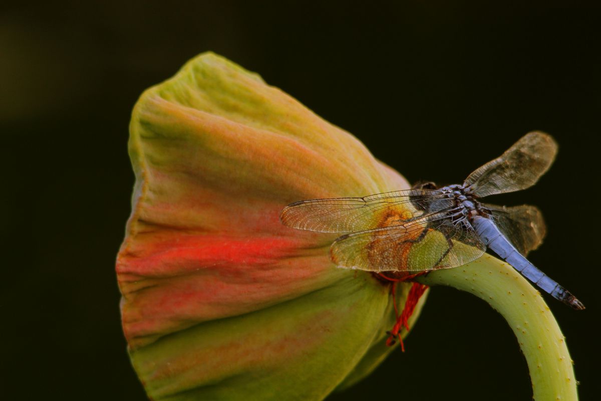 過ぎても美しいヒト | GANREF