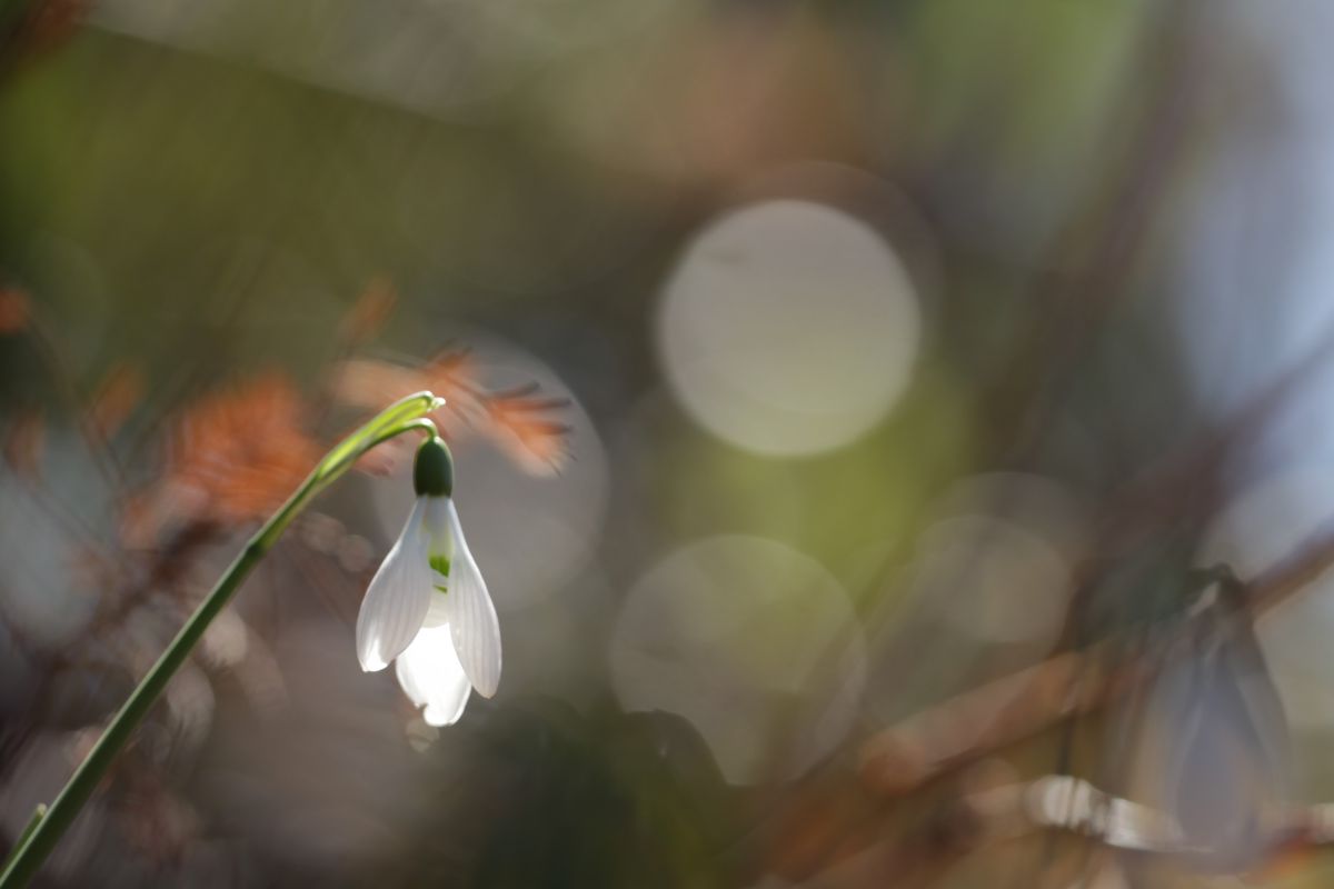スノードロップ | GANREF