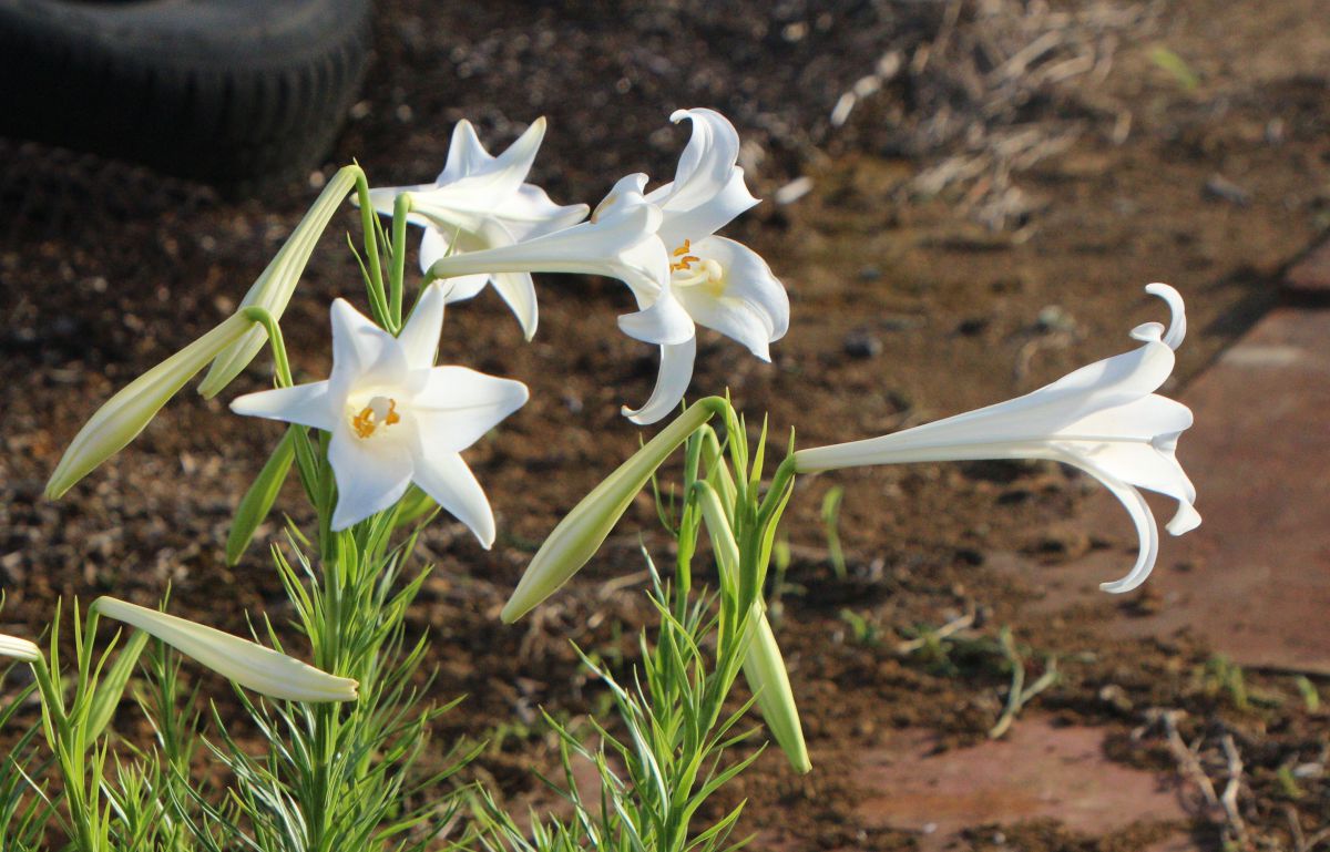 タカサゴ百合 | GANREF