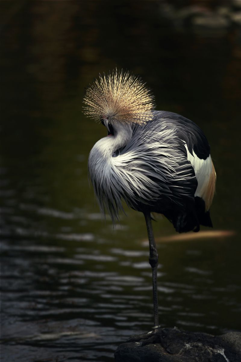 Stand in Spotlight | GANREF