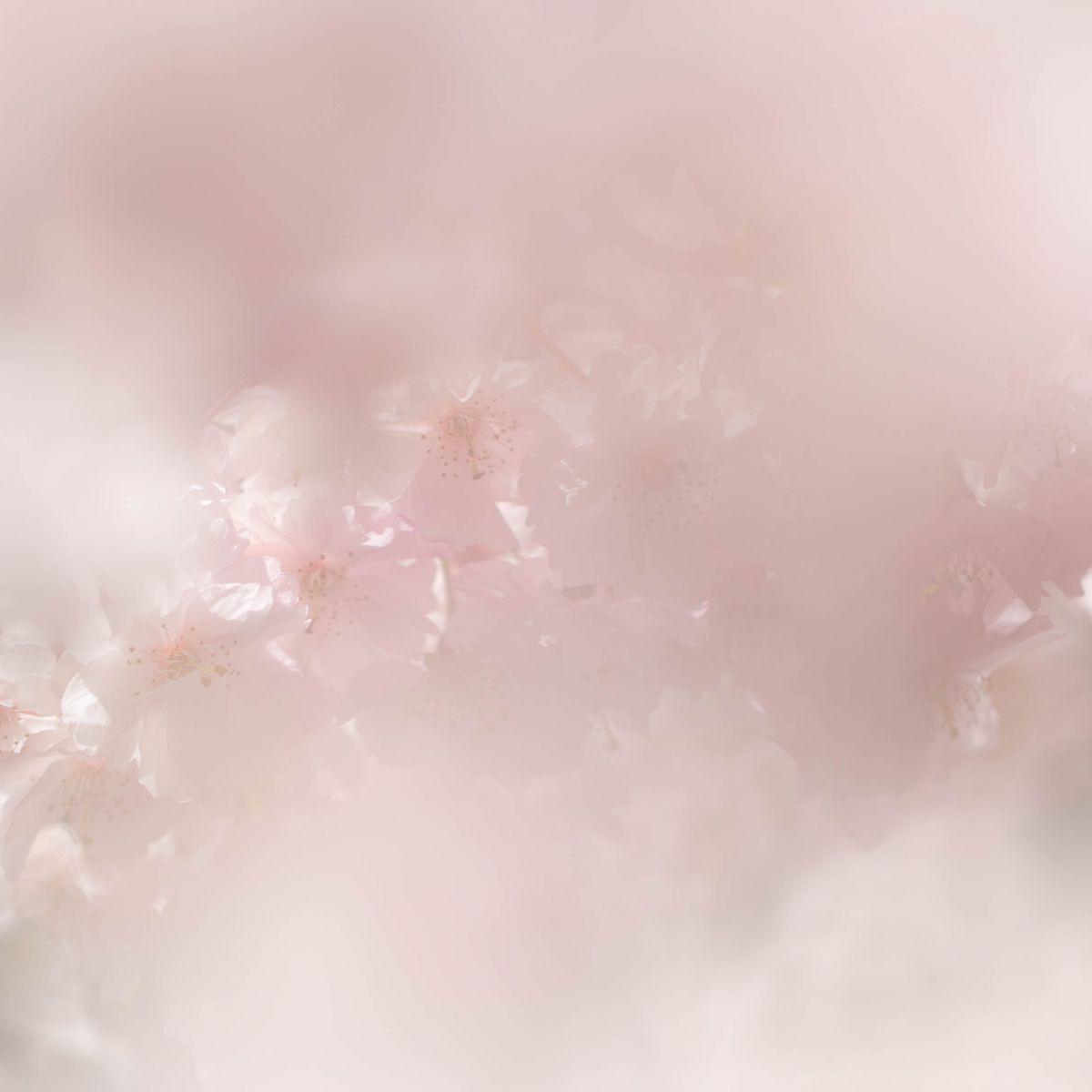 see-through | GANREF