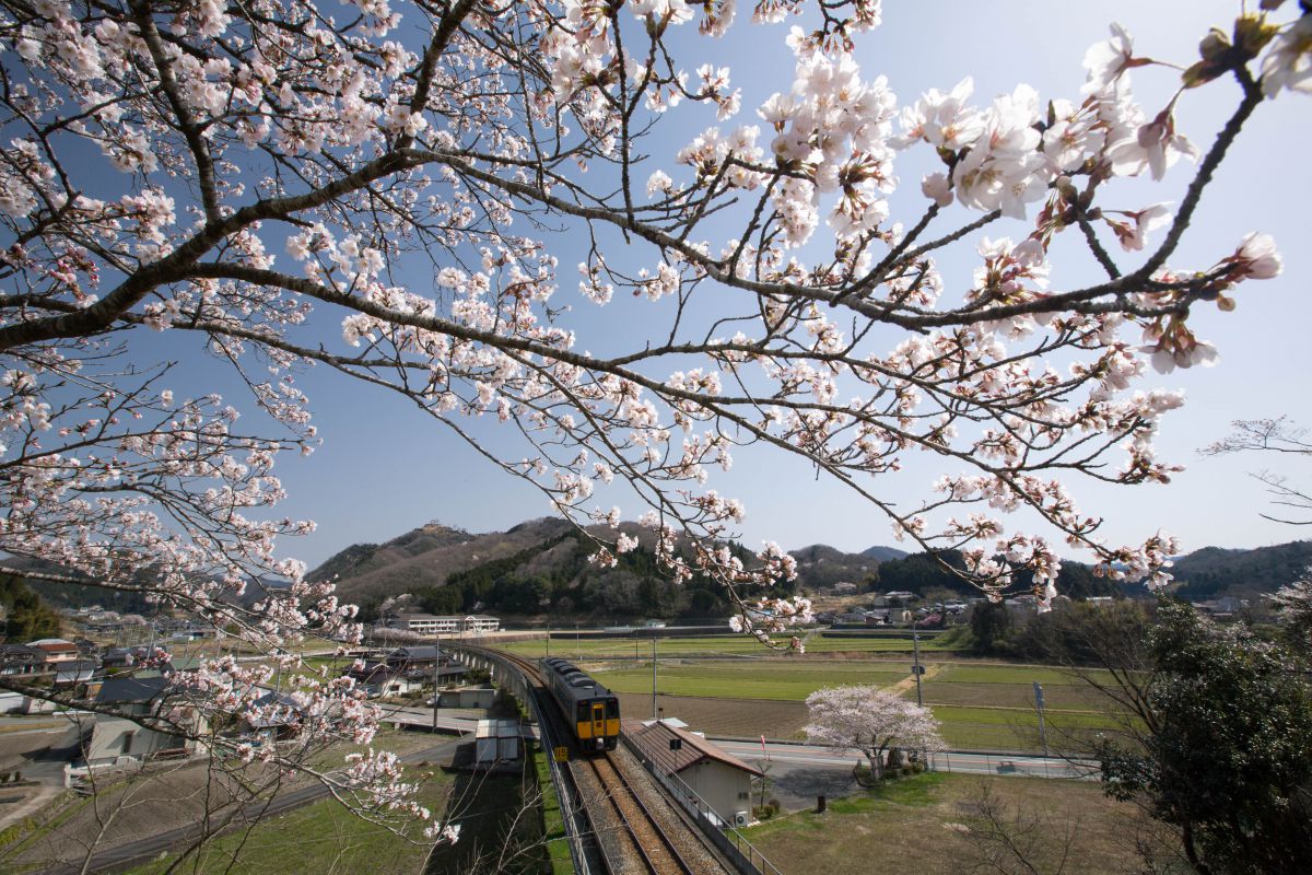 桜とスーパーいなば キハ187 | GANREF