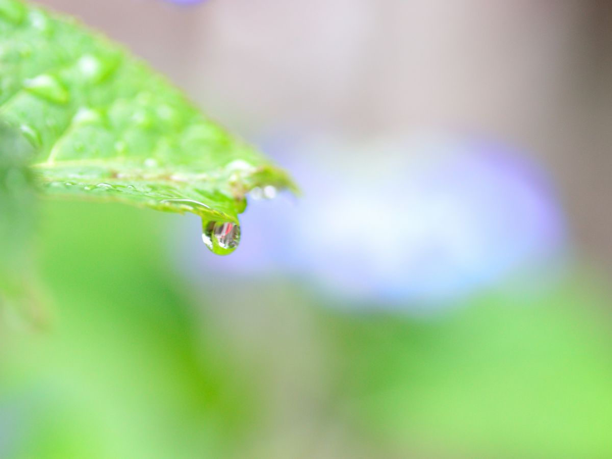 a tear drop | GANREF