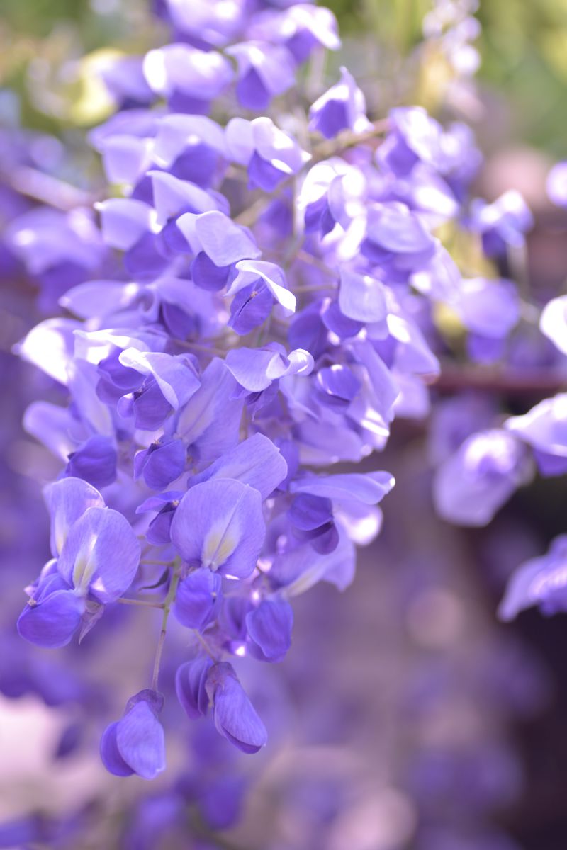 Swinging in the wind♪ | GANREF