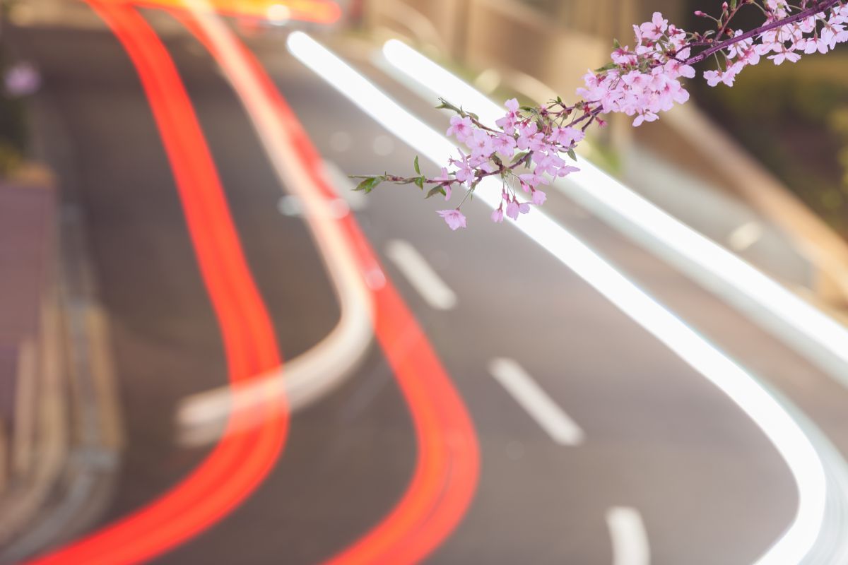 SAKURA ROAD | GANREF