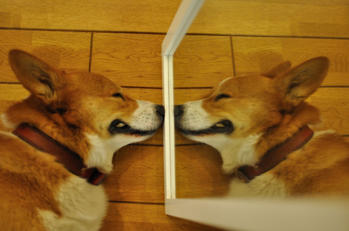 へっへっのシンメト | GANREF