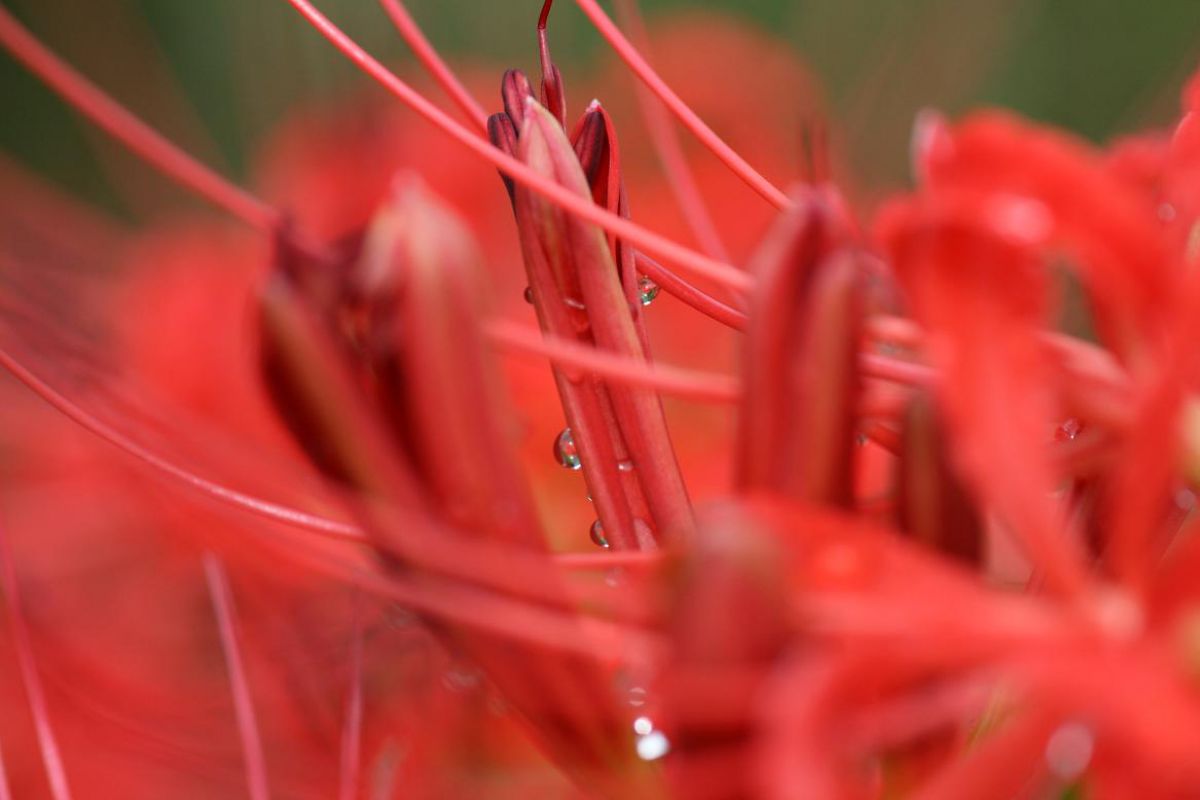 雨上がり | GANREF