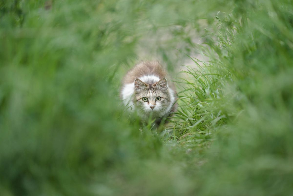 Ready, steady, GO! | GANREF