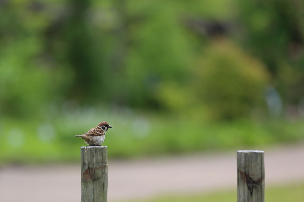 ひとやすみ | GANREF