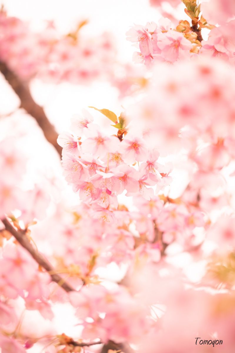 Comming Soon | GANREF