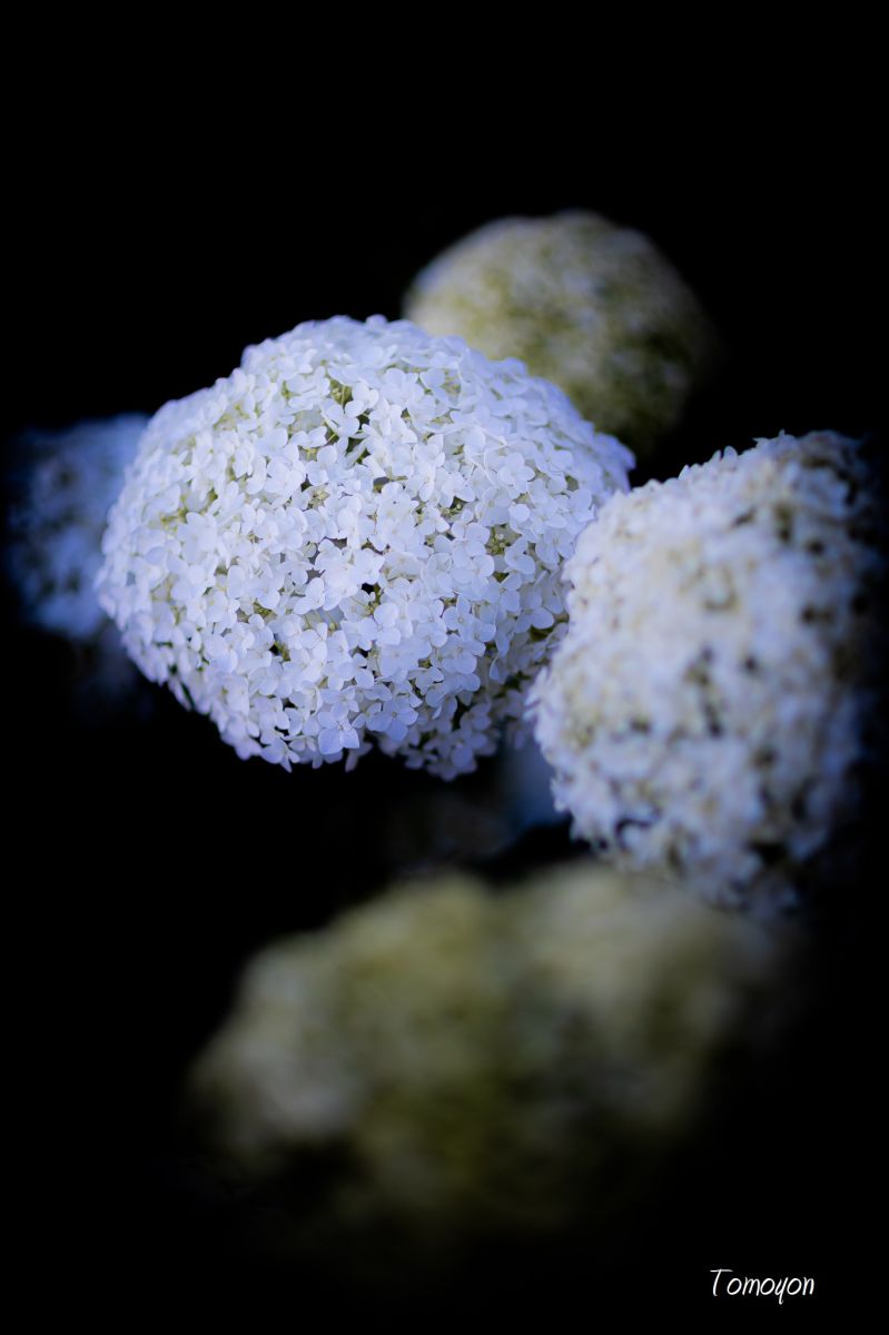 White Balls | GANREF