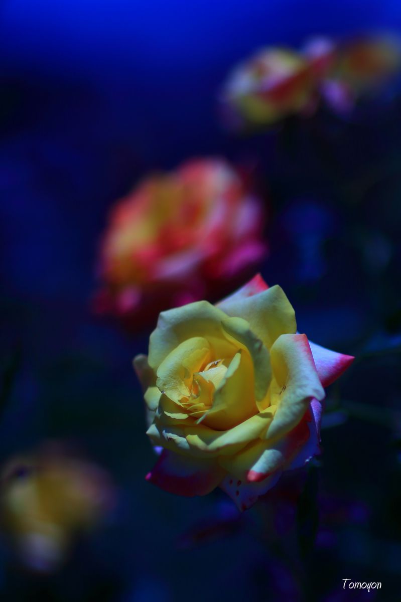 訪問先にて8（Spin Off） | GANREF