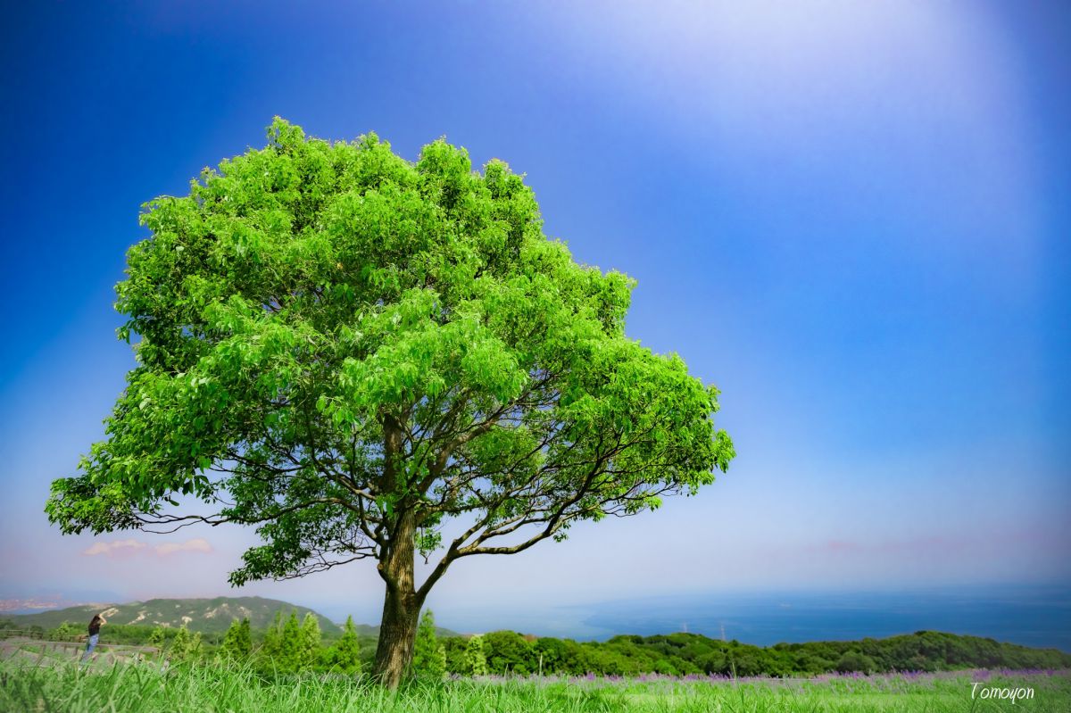 Refreshing summer memories | GANREF