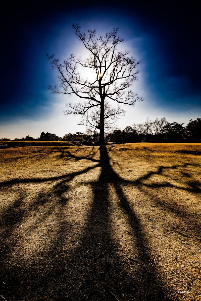 Symbol tree | GANREF