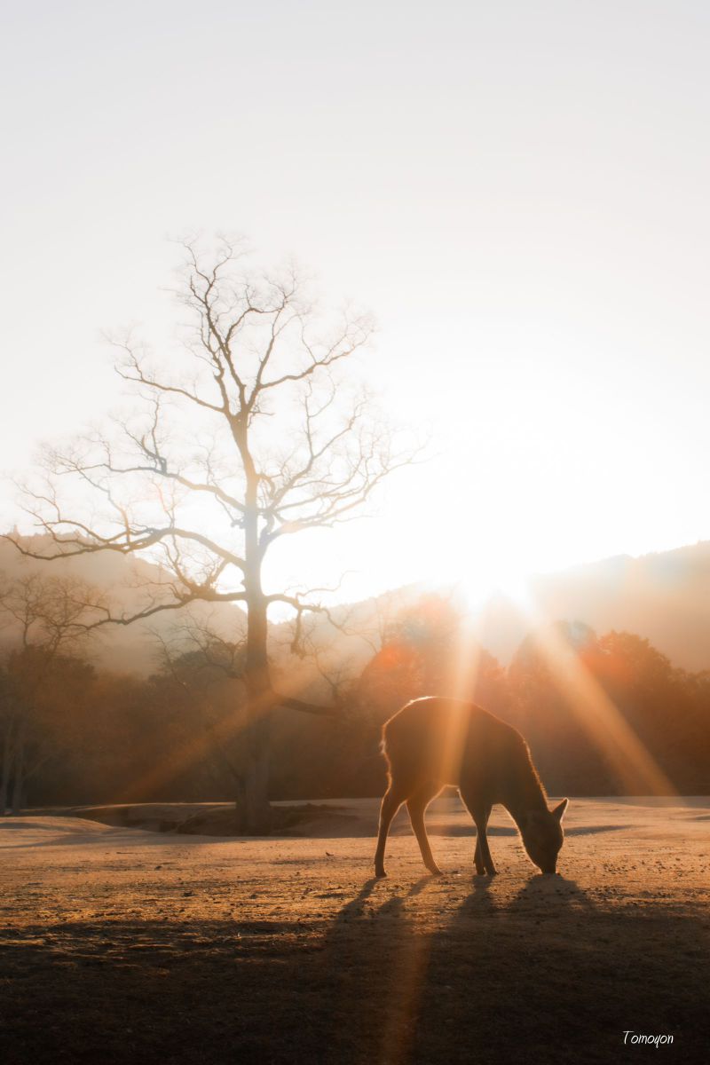 morning glow | GANREF