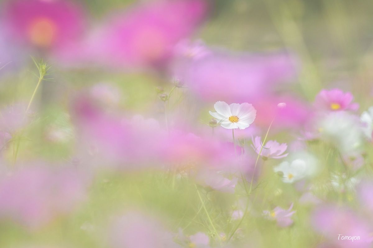 Peek through | GANREF