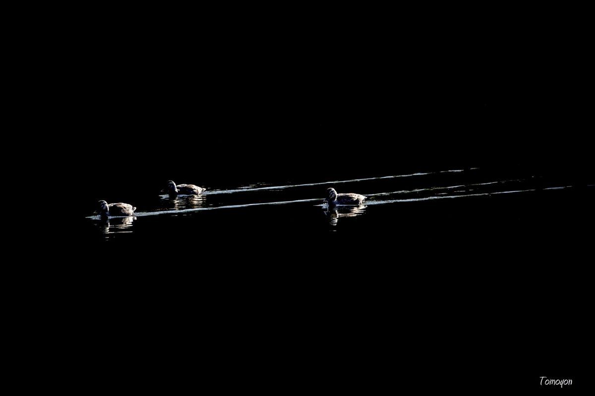 Delta formation | GANREF