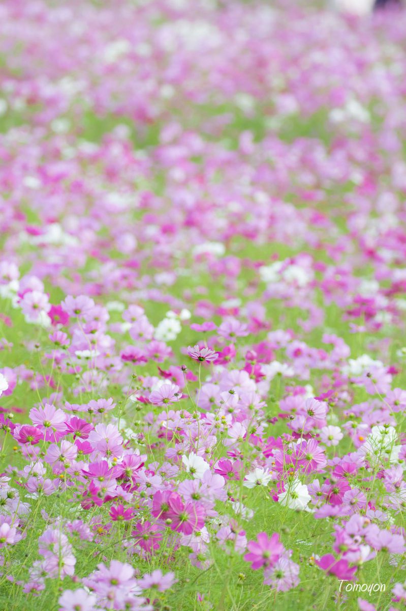 Self-assertion | GANREF