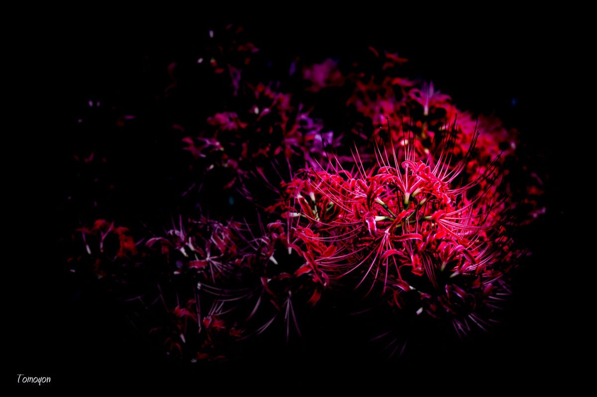 Colour of passion | GANREF