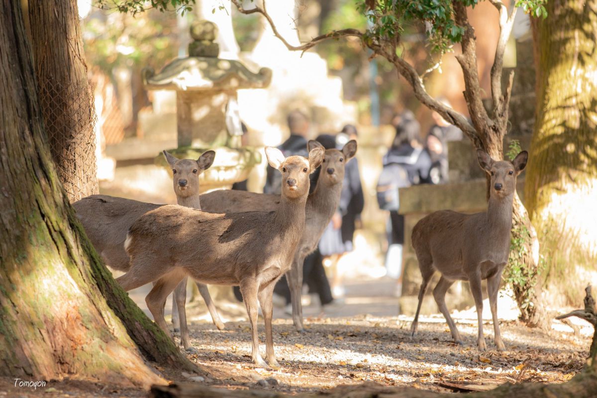 Diamond formation | GANREF