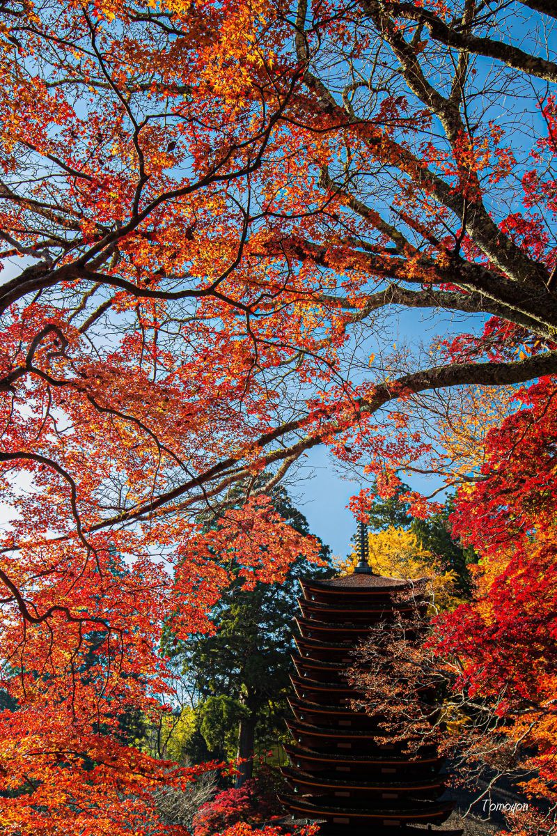 Autumn leaves frame | GANREF