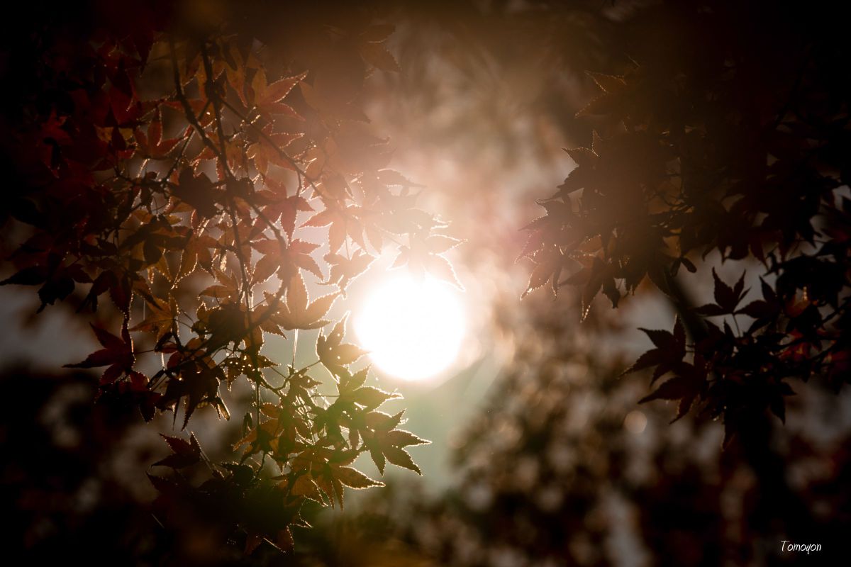 Silhouette of daylight | GANREF