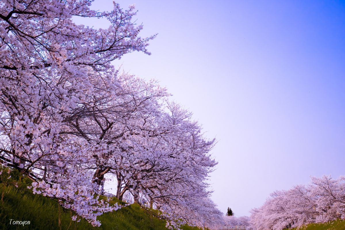 Cherry Pink | GANREF