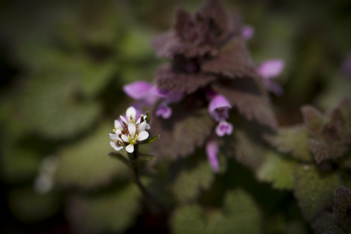 Little friends | GANREF