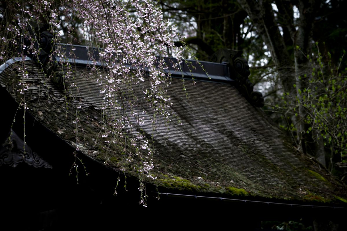 枝垂れ桜と屋根 | GANREF