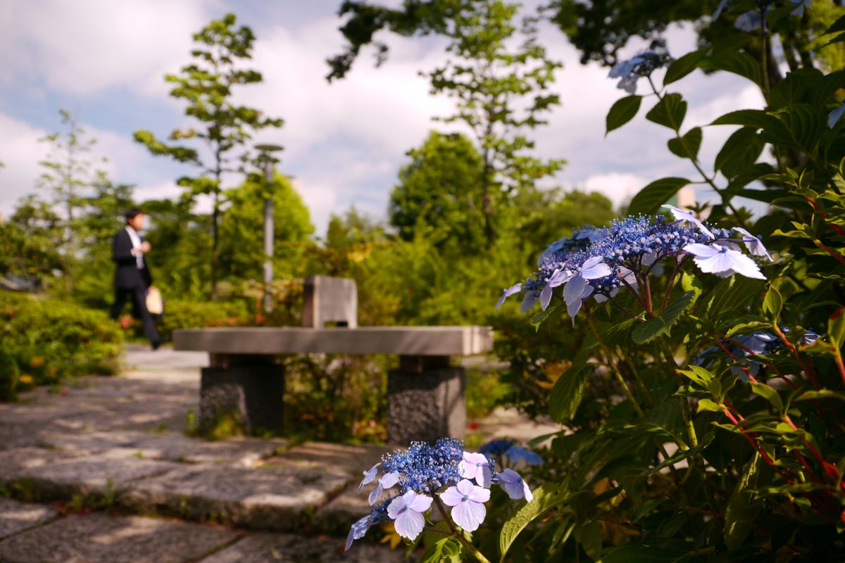 アジサイ04 | GANREF