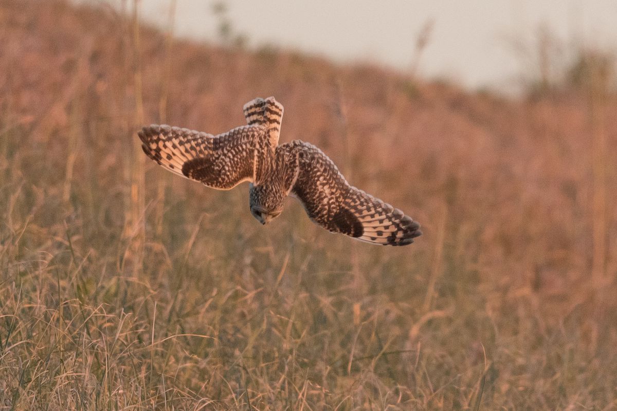 Attack！！ | GANREF