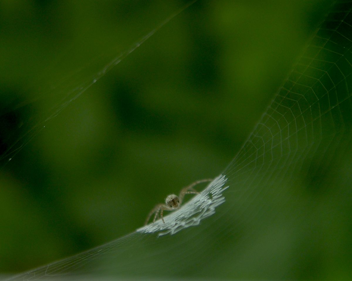 Spider net | GANREF