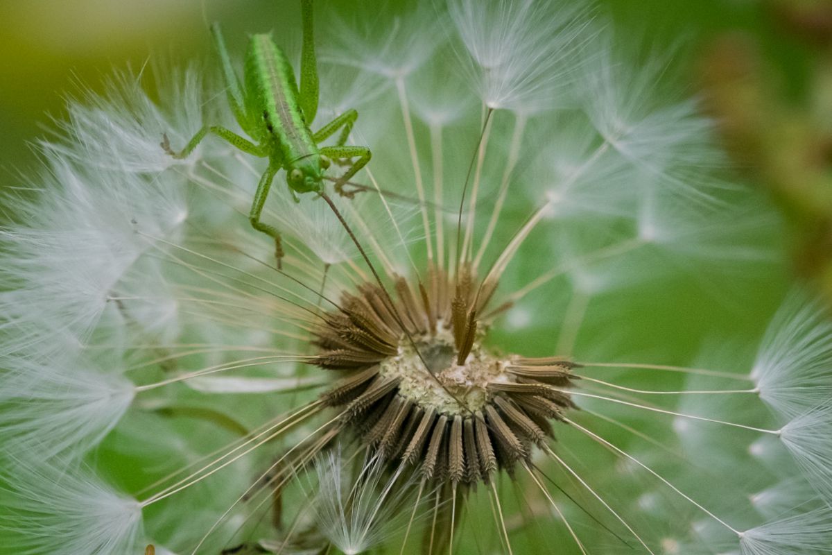 micro world | GANREF