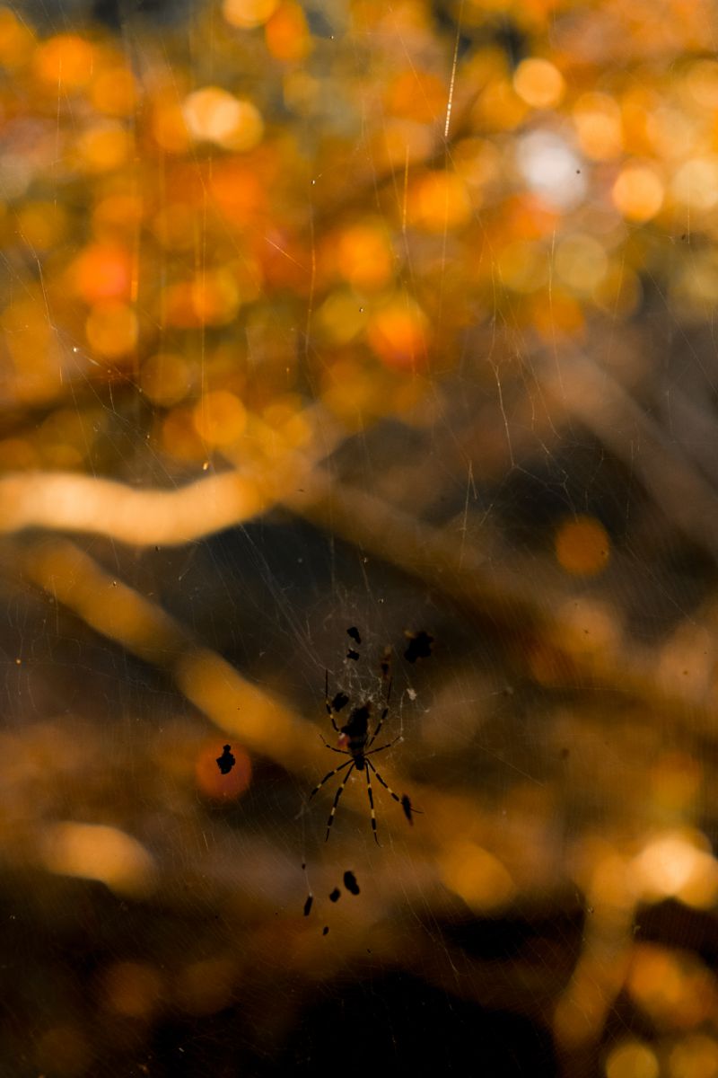 helloween spider | GANREF