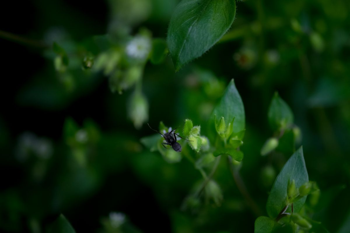 micro world -蜜を求めて- | GANREF