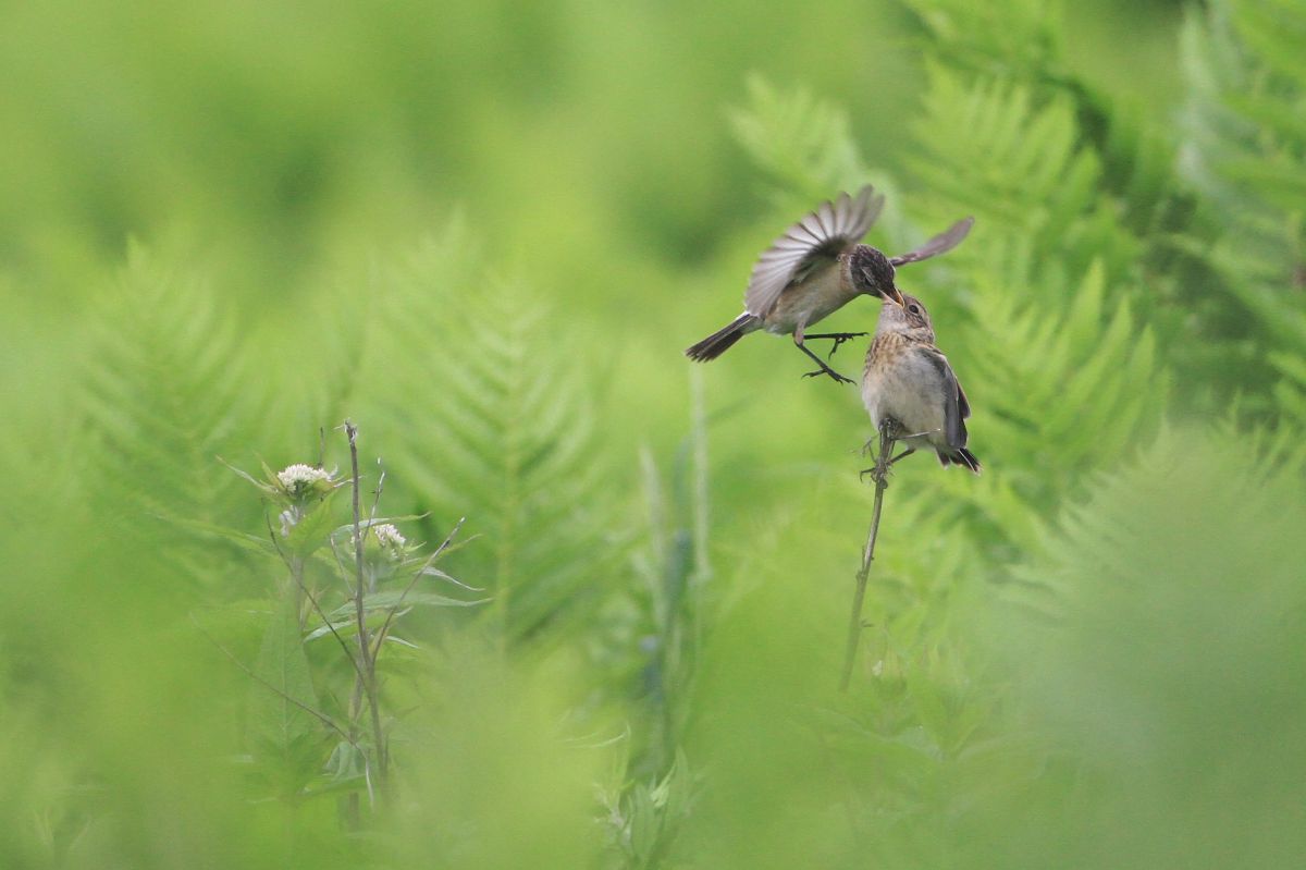 親ってありがたい。 | GANREF