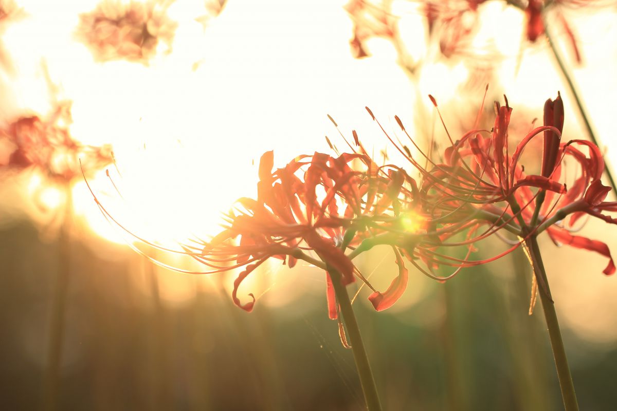 触れ合う時 | GANREF