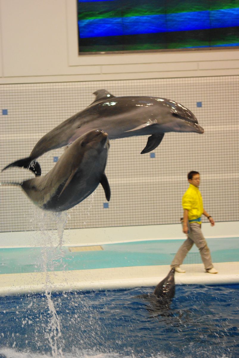 Flying dolphins | GANREF