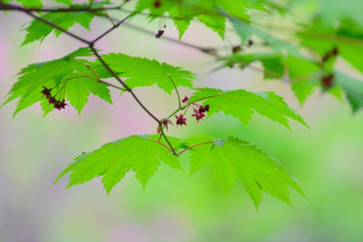 Soft spring | GANREF