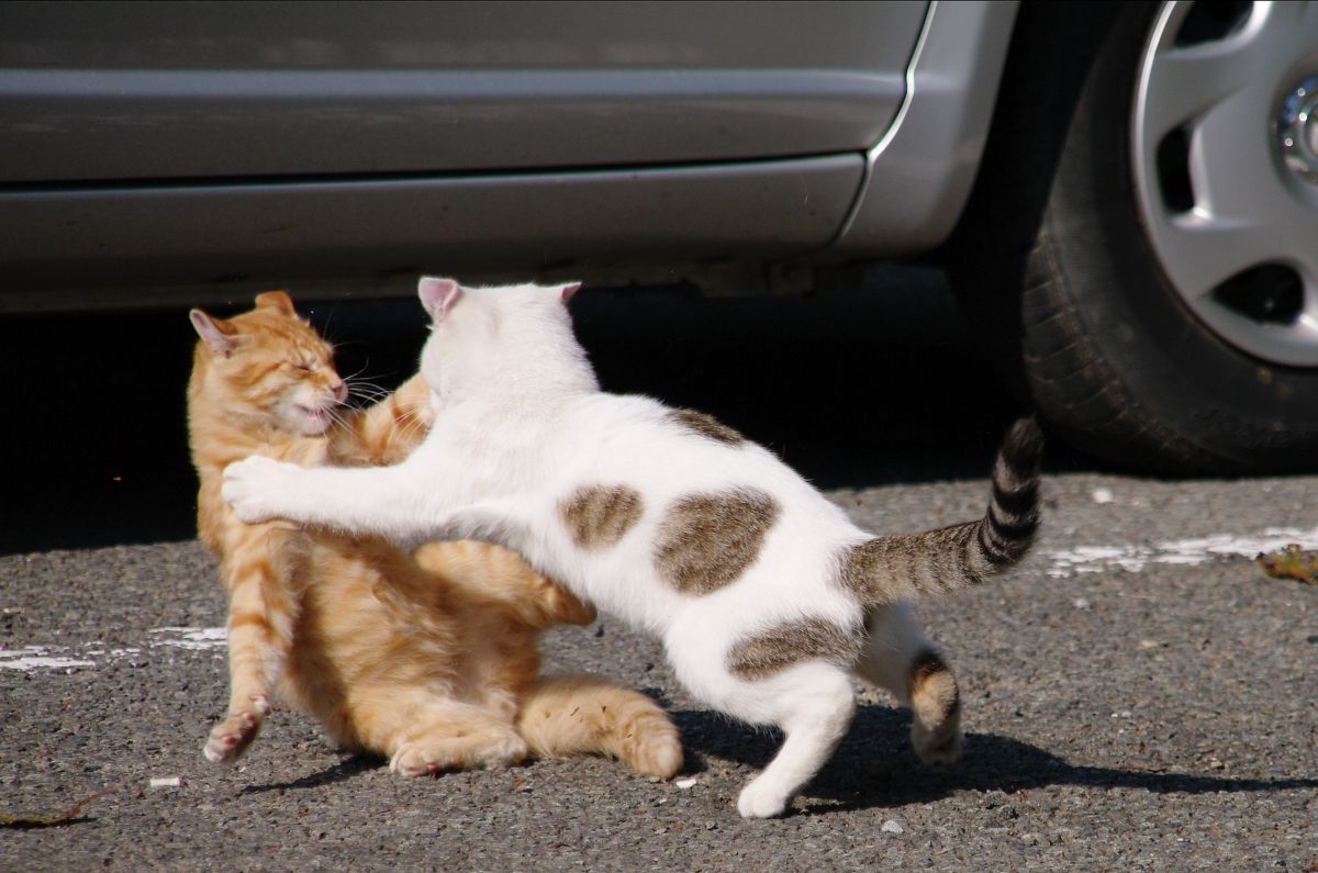 あれー、おやめください、お殿様！ | GANREF