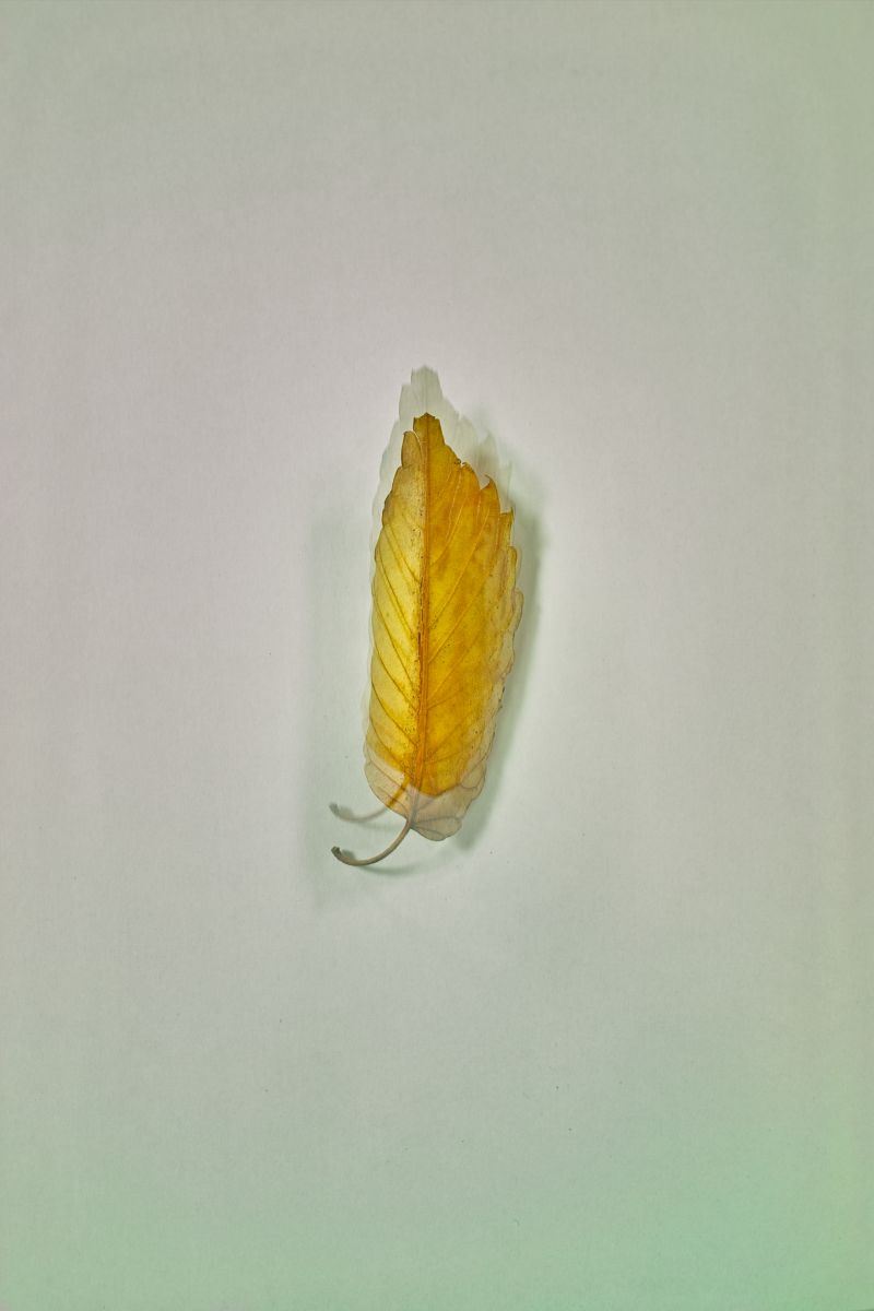 Leaf???:autumn02 | GANREF