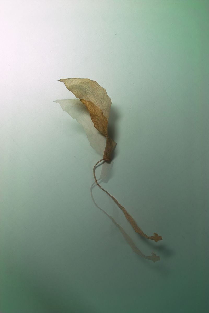 Leaf:autumn10 | GANREF