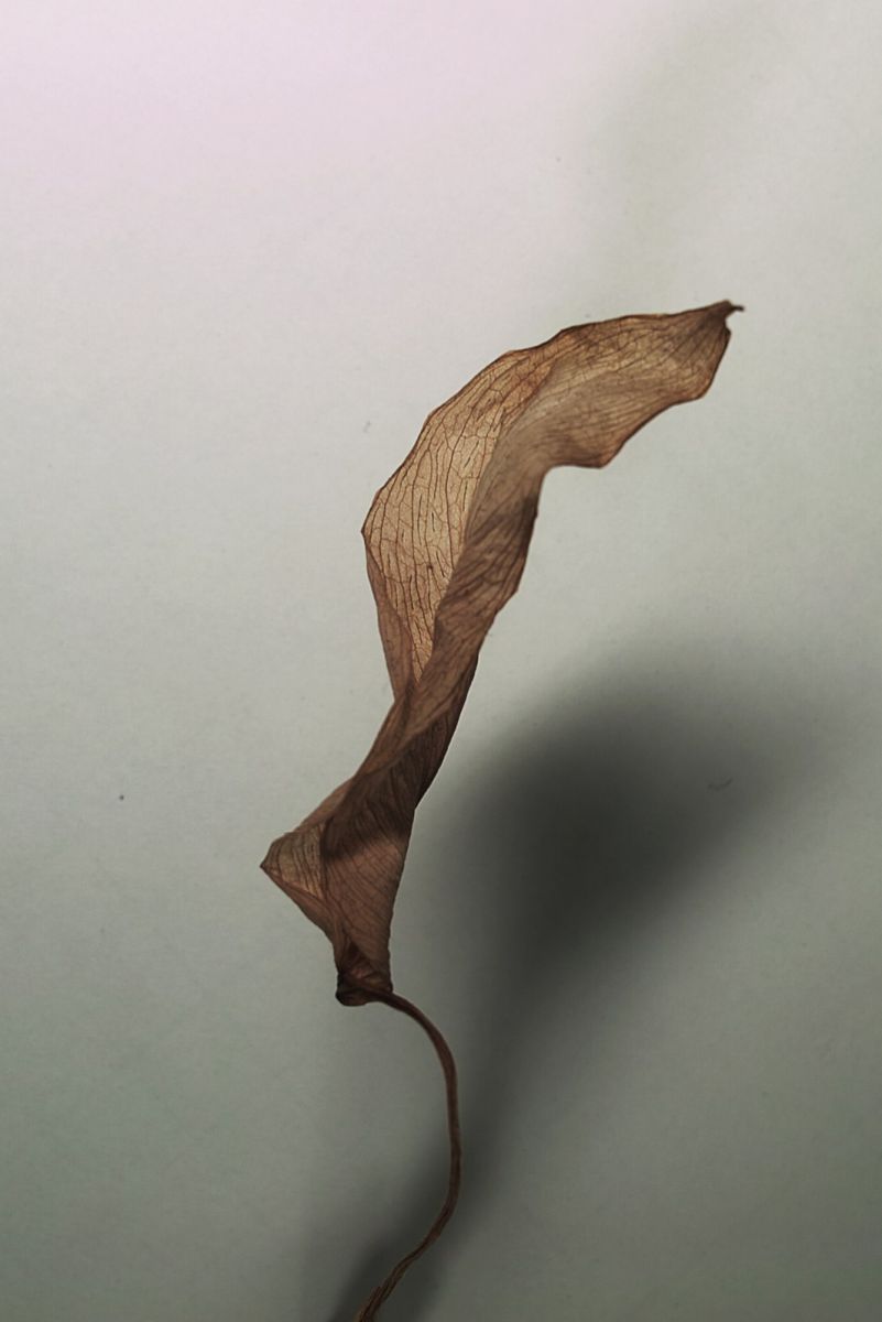 Leaf:autumn08 | GANREF