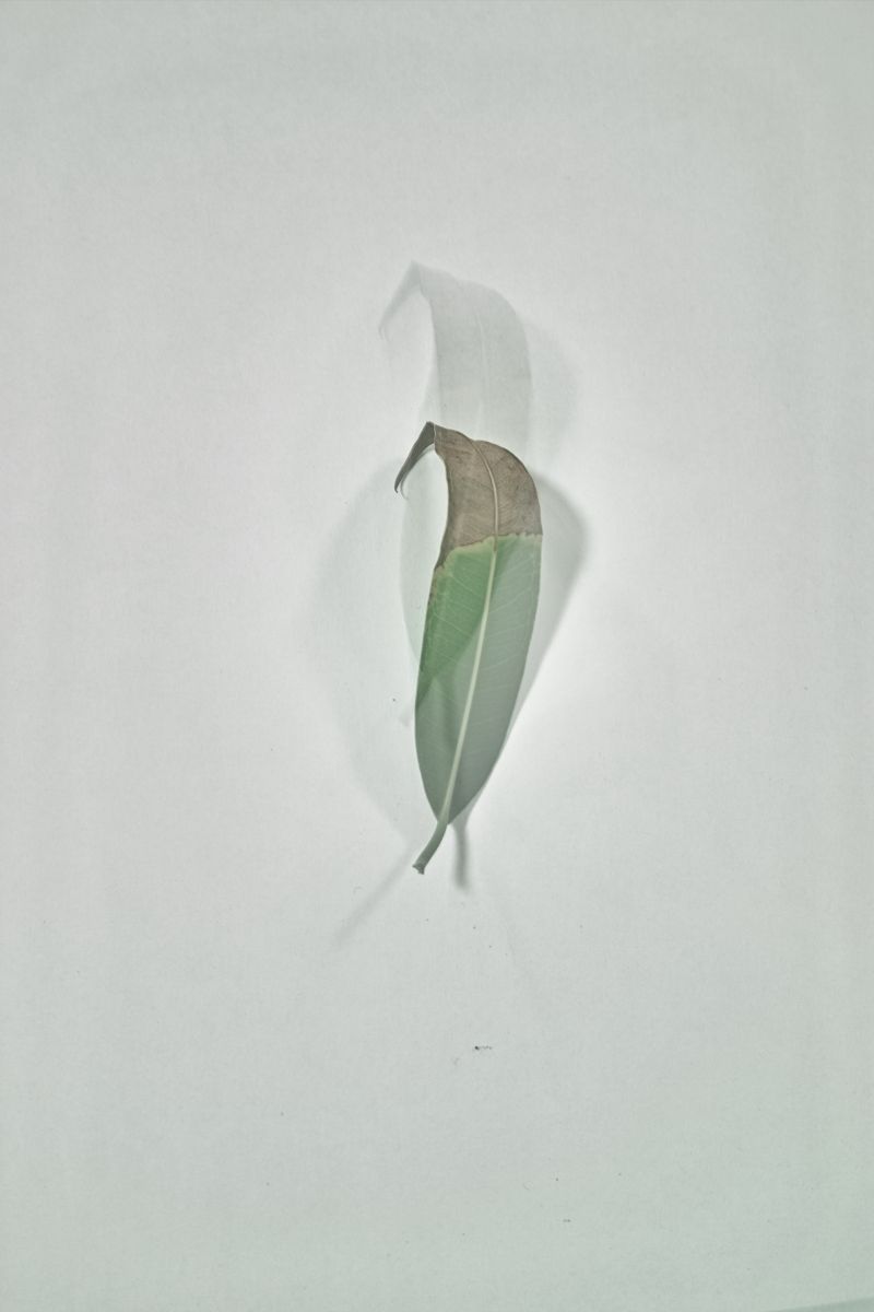 Leaf???:autumn03 | GANREF