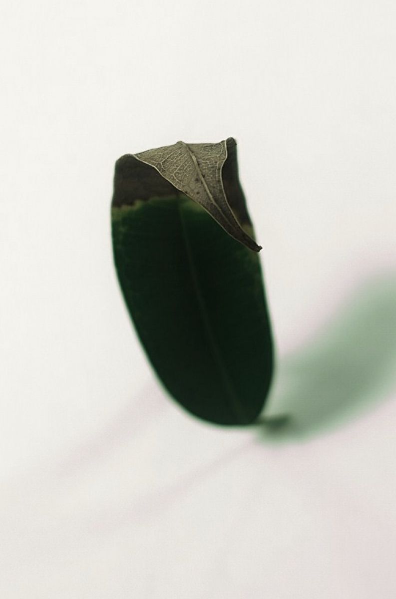 Leaf:autumn06 | GANREF