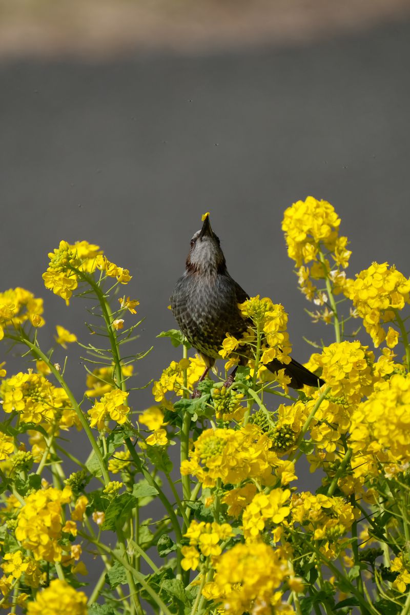 うまいっ！ | GANREF