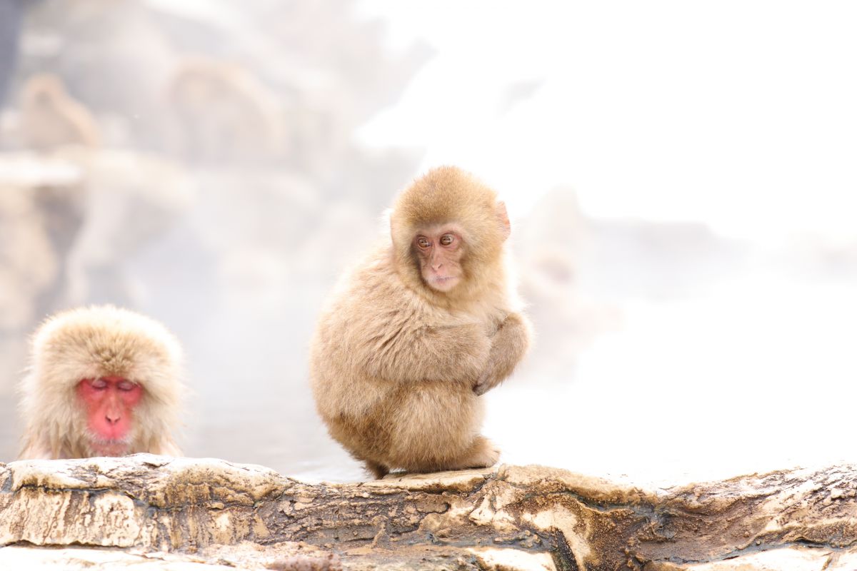 snow baby monkey | GANREF