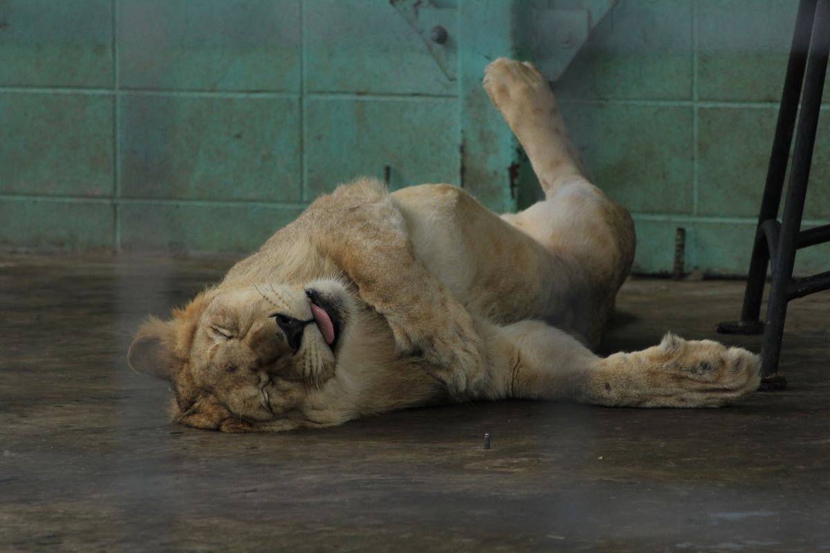 Good sleeping | GANREF