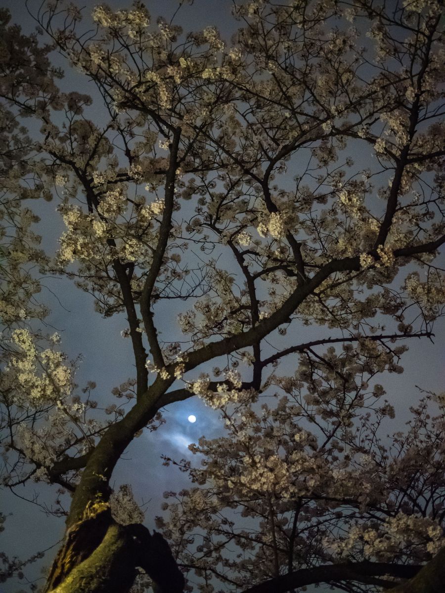 妖しくも美しく | GANREF