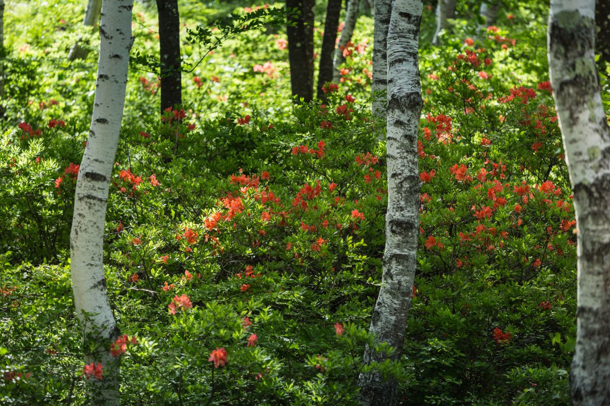 紅を纏う森で | GANREF